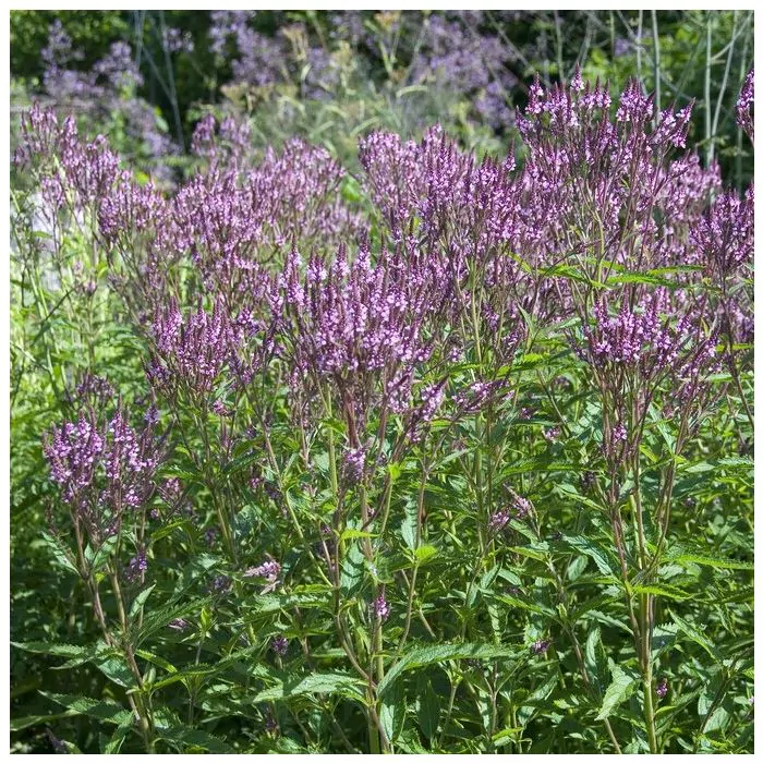 IJzerhard Rosea - Verbena hastata 'Rosea' kopen?