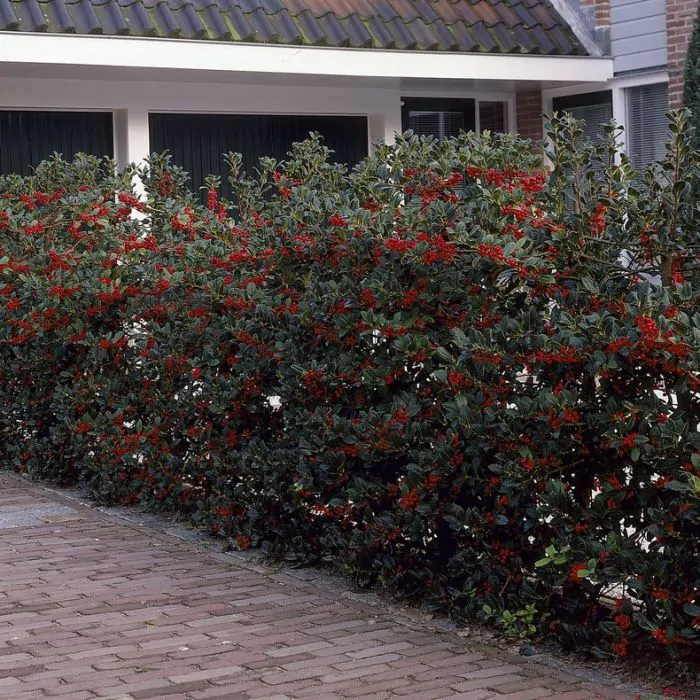 Gewone Hulst - Ilex aquifolium kopen?