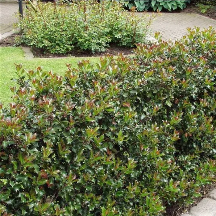 Ilex meserveae Blue Prince - Blauwe Hulst Blue Prince kopen?