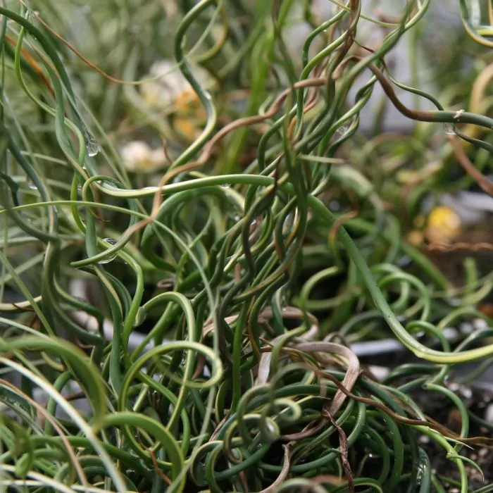 Juncus Effusus Spiralis