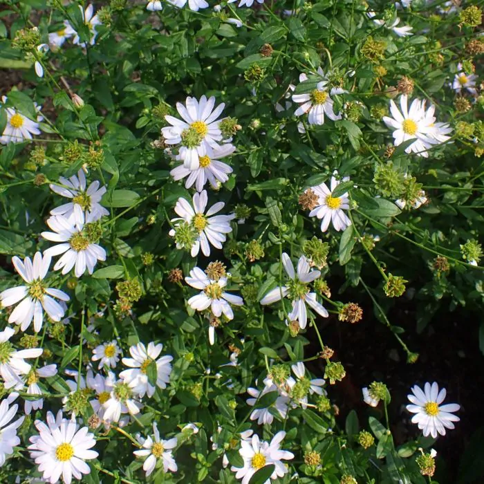 Kalimeris incisa - Zomeraster kopen?