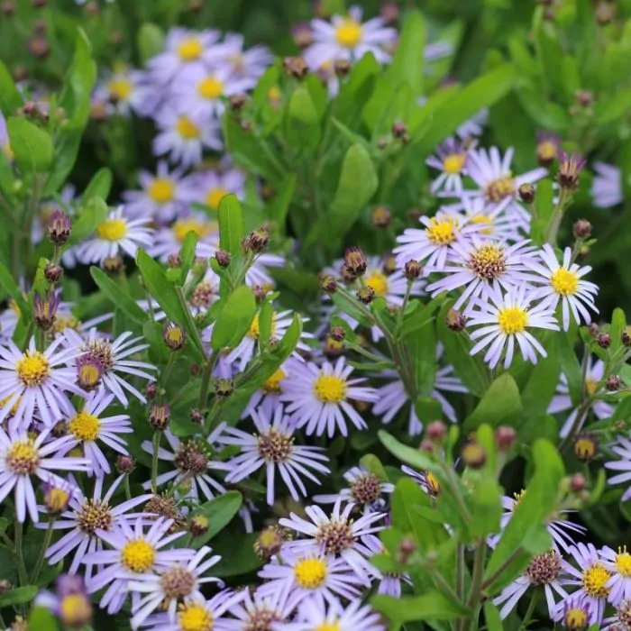 Kalimeris incisa 'Nana Blue' - Zomeraster kopen?
