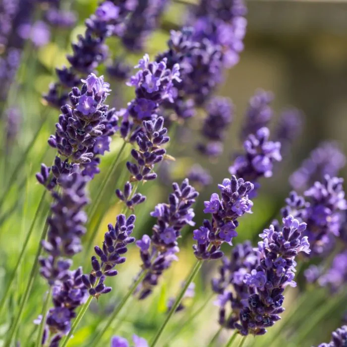 Lavandula angustifolia - Echte Lavendel kopen?