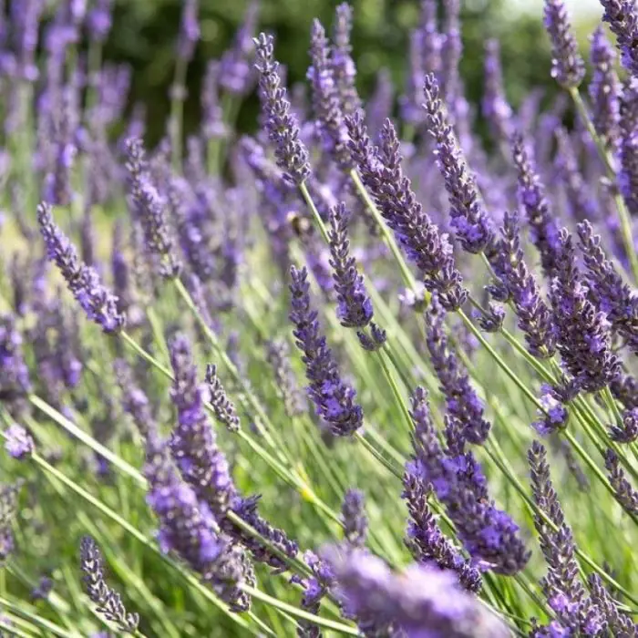 Lavandula intermedia 'Grosso' - Lavendel Grosso kopen?