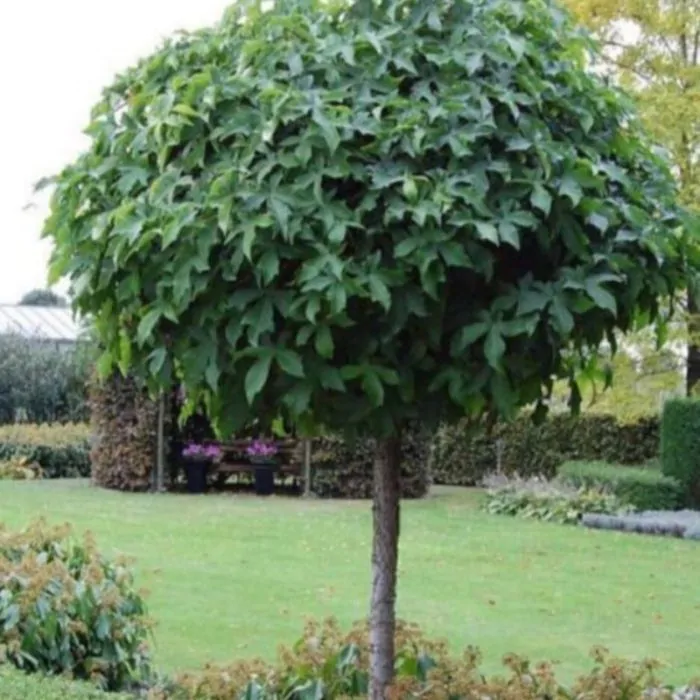 Liquidambar styraciflua 'Gum Ball' op stam - Bolamberboom - kopen?
