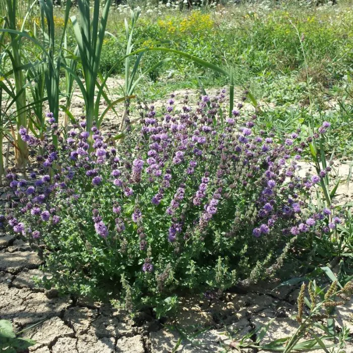 Mentha pulegium - Polei kopen?
