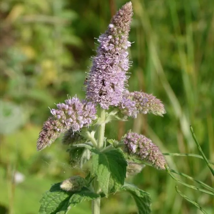 Mentha rotundifolia 'Eau de Cologne' - Wollige Munt kopen?