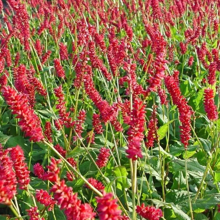 Persicaria amplexicaulis 'JS Caliente' - Duizendknoop kopen?