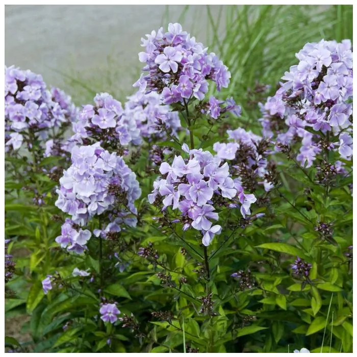 Hoge Vlambloem - Phlox paniculata 'Franz Schubert' kopen?