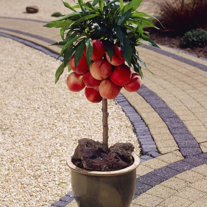 Prunus persica 'Peregrine' - perzikboom - Eetperzik kopen?