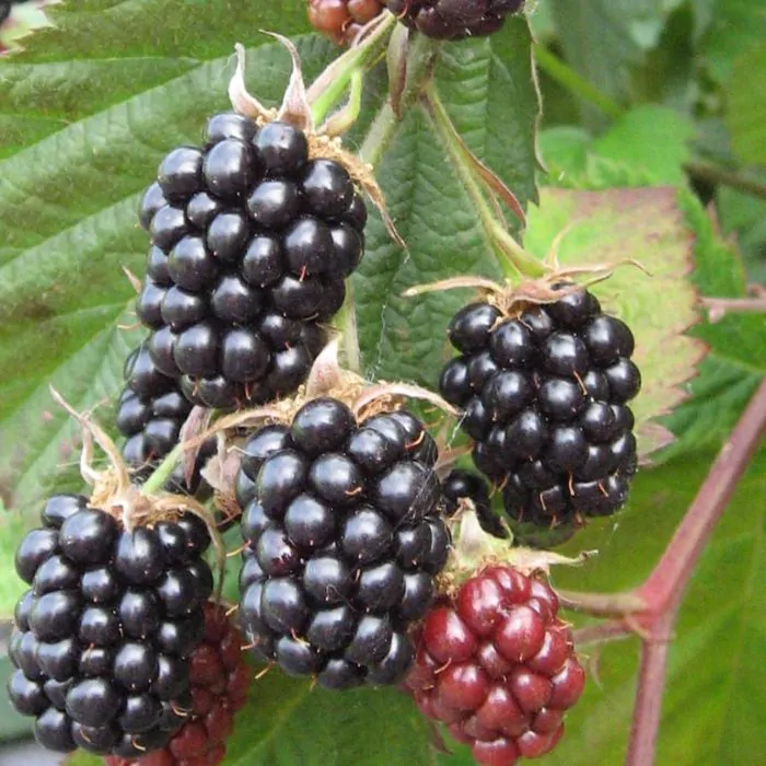 Rubus fruticosa 'Chester Thornless' - Braam kopen?