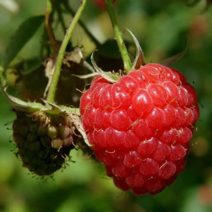 Rubus idaeus 'Malling Promise' - Rode Framboos kopen?