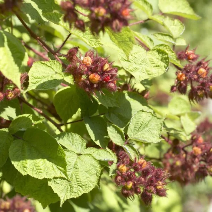 Rubus 'Phoenicolasius' ofwel Japanse Wijnbes 'Phoenicolasius' kopen?