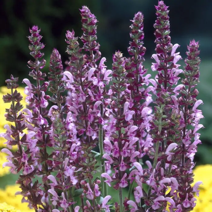 Salvia nemorosa 'Rose Queen' - Salie 'Rose Queen' kopen?