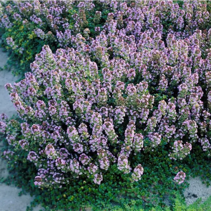 Thymus 'Doone Valley' ofwel Looptijm kopen?