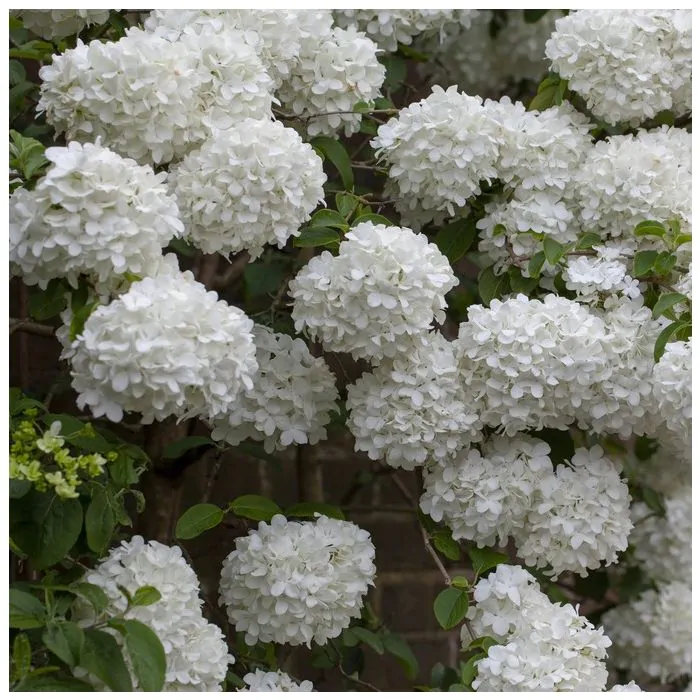 Viburnum opulus 'Compactum' - Gelderse Roos kopen?
