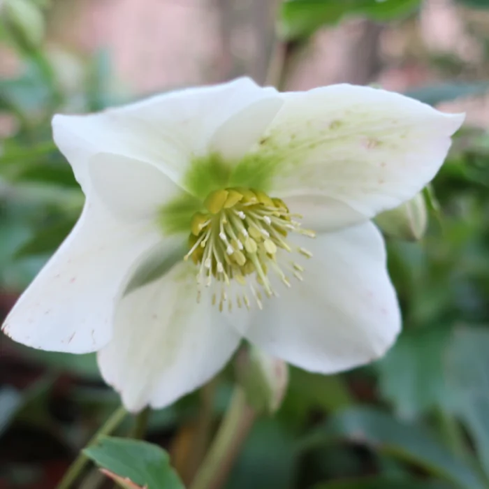 Helleborus orientalis 'Queens White' - Kerstroos kopen?